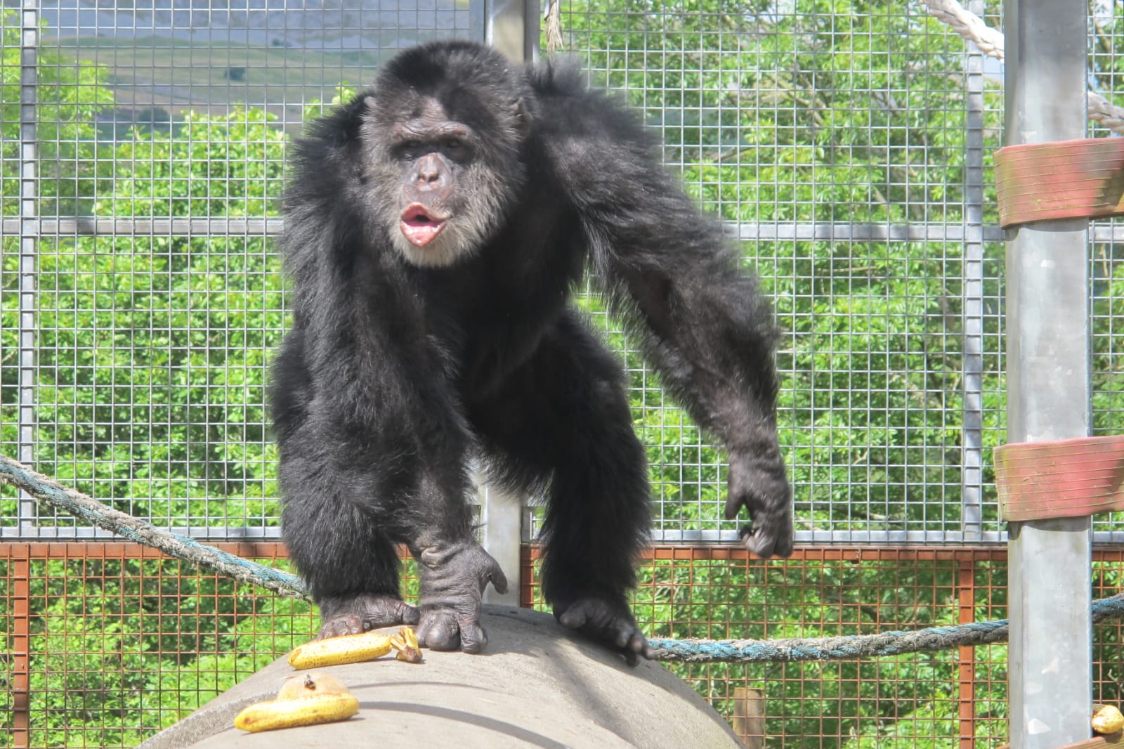 Donation cements relationship with Wales Ape & Monkey Sanctuary ...