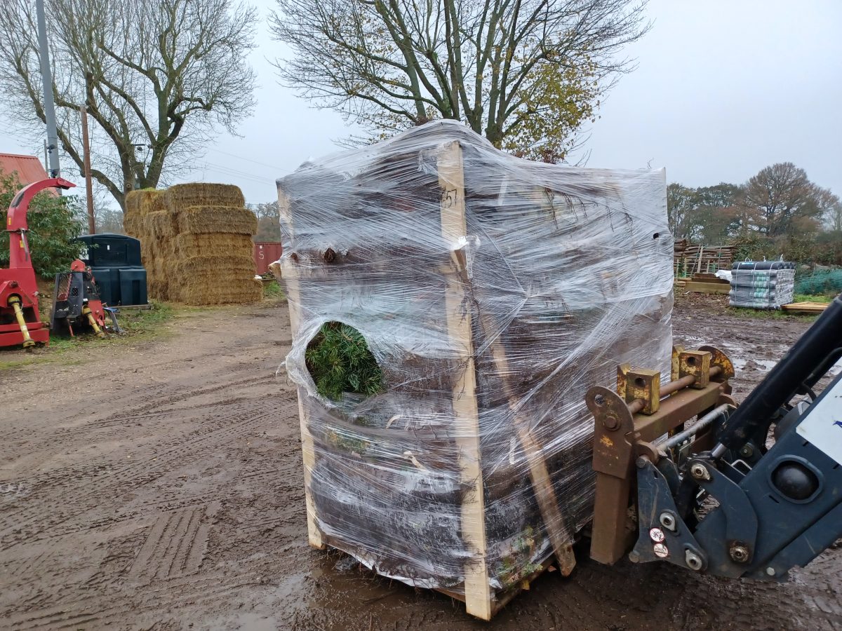 Panshanger Park invites you to join tree planting events this Winter ...