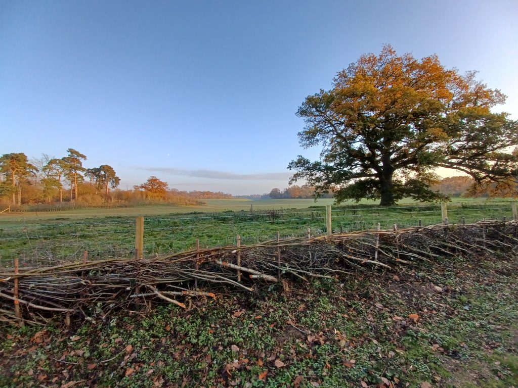 Panshanger Park invites you to join tree planting events this Winter ...