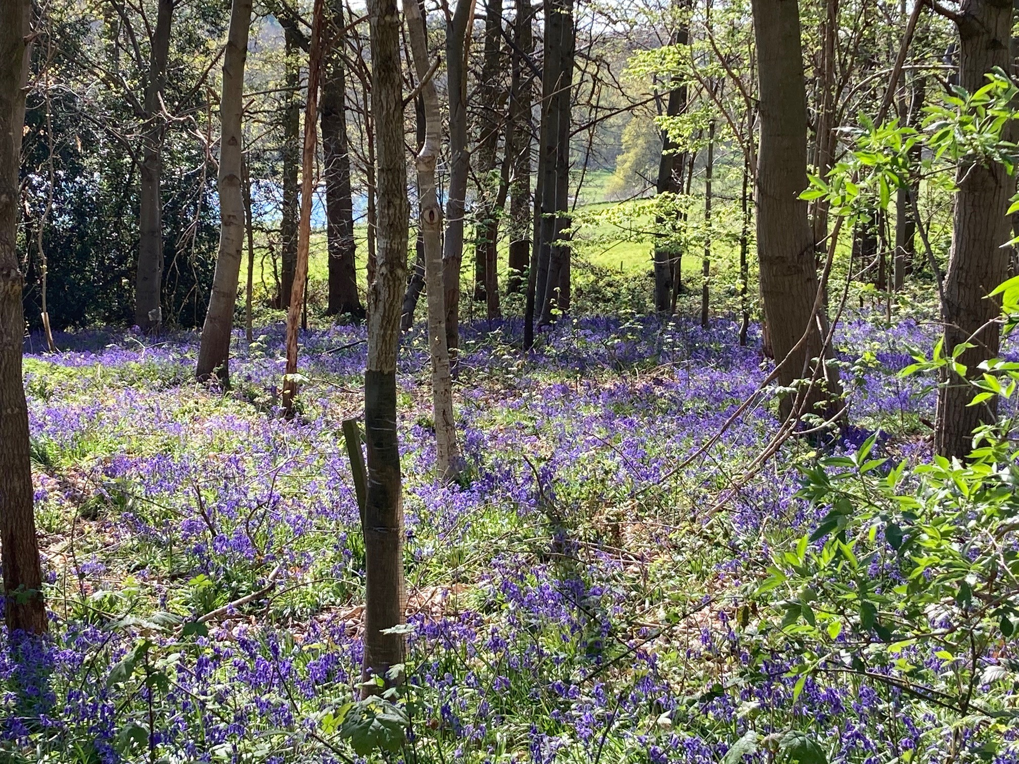 Where to see bluebells in the woods at Panshanger Park | Panshanger Park