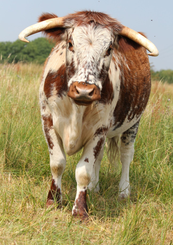 Summer meadows | Panshanger Park