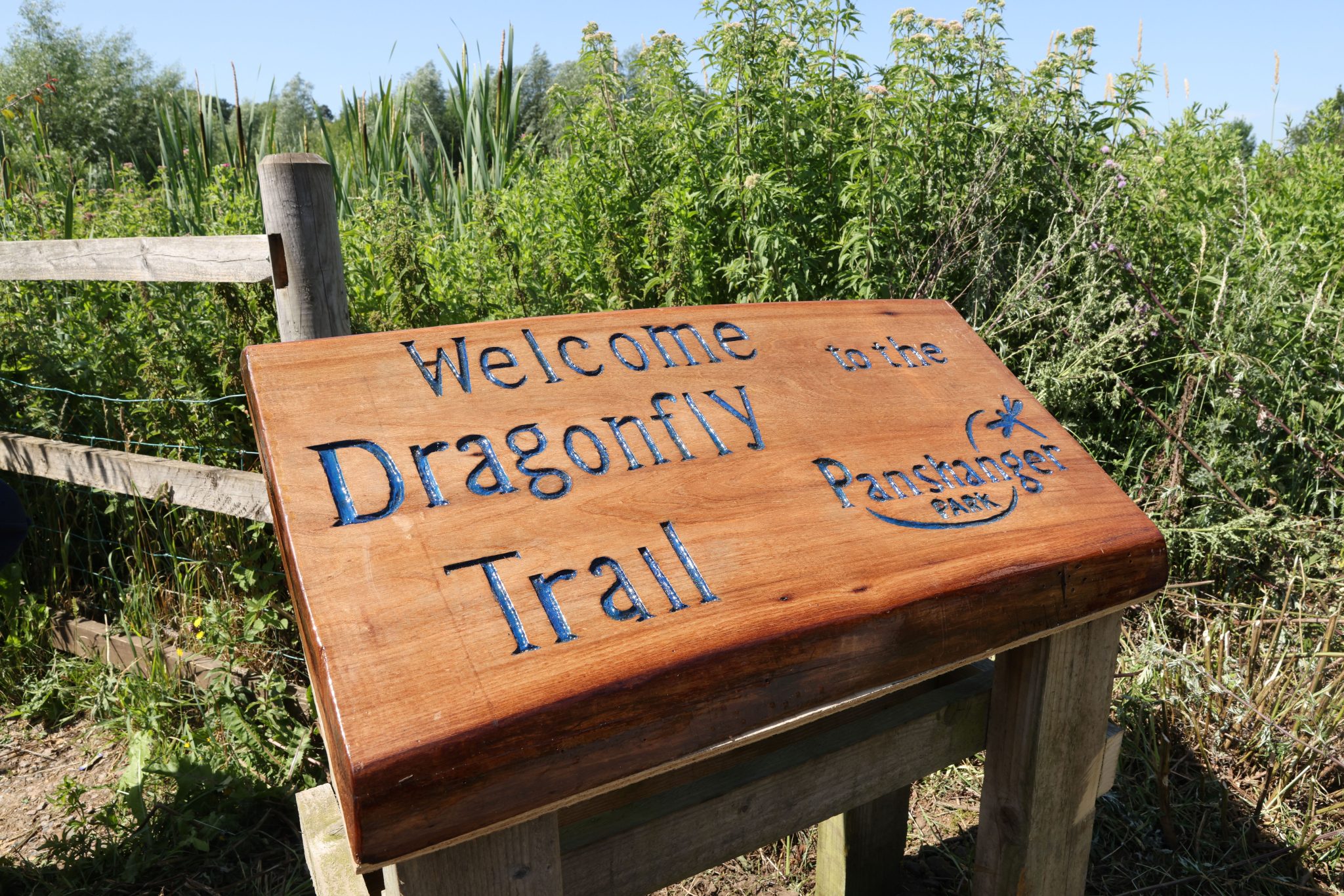 Dragonfly experts put Panshanger Park on the map | Panshanger Park