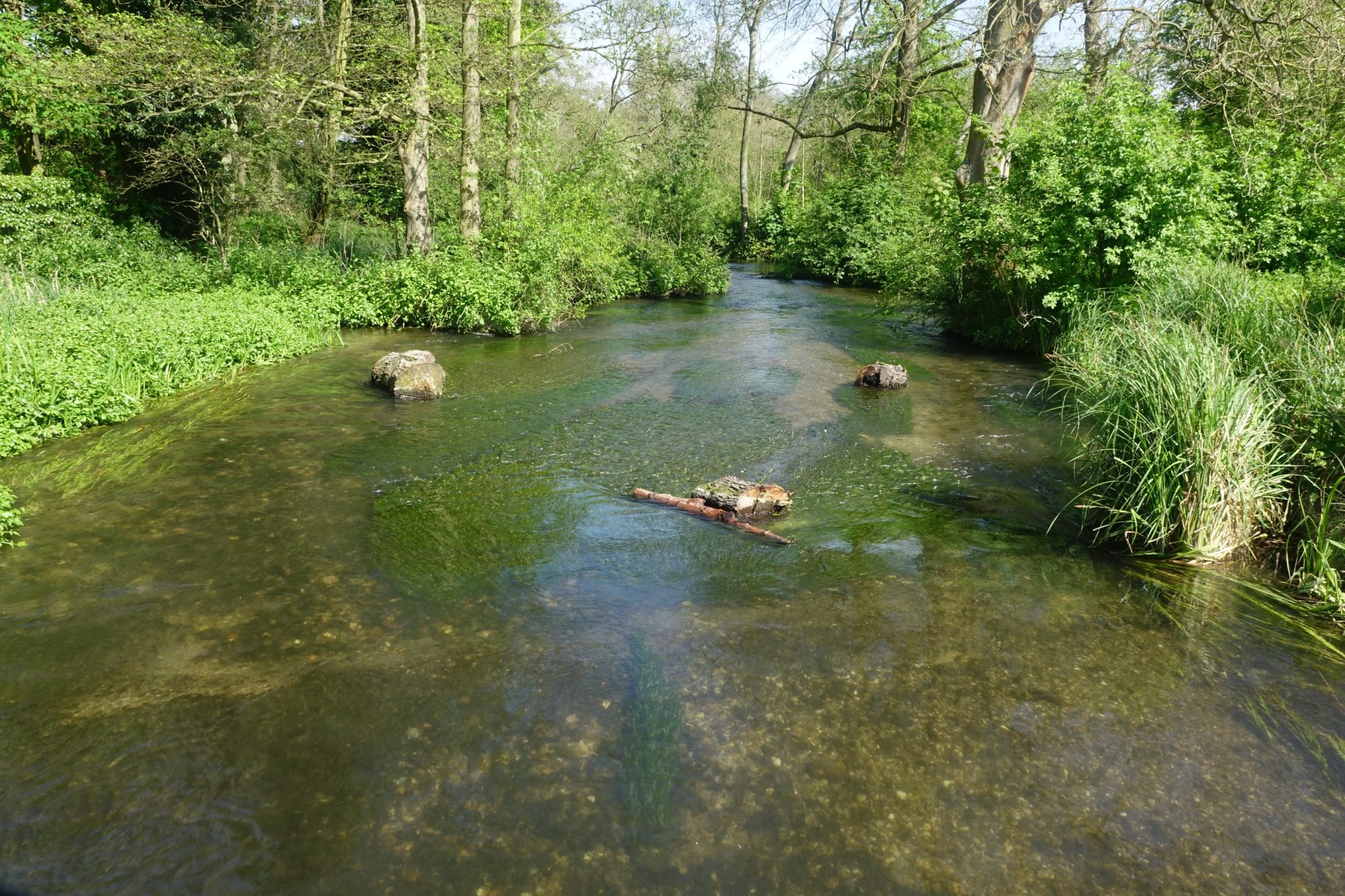 Celebrating our chalk river | Panshanger Park