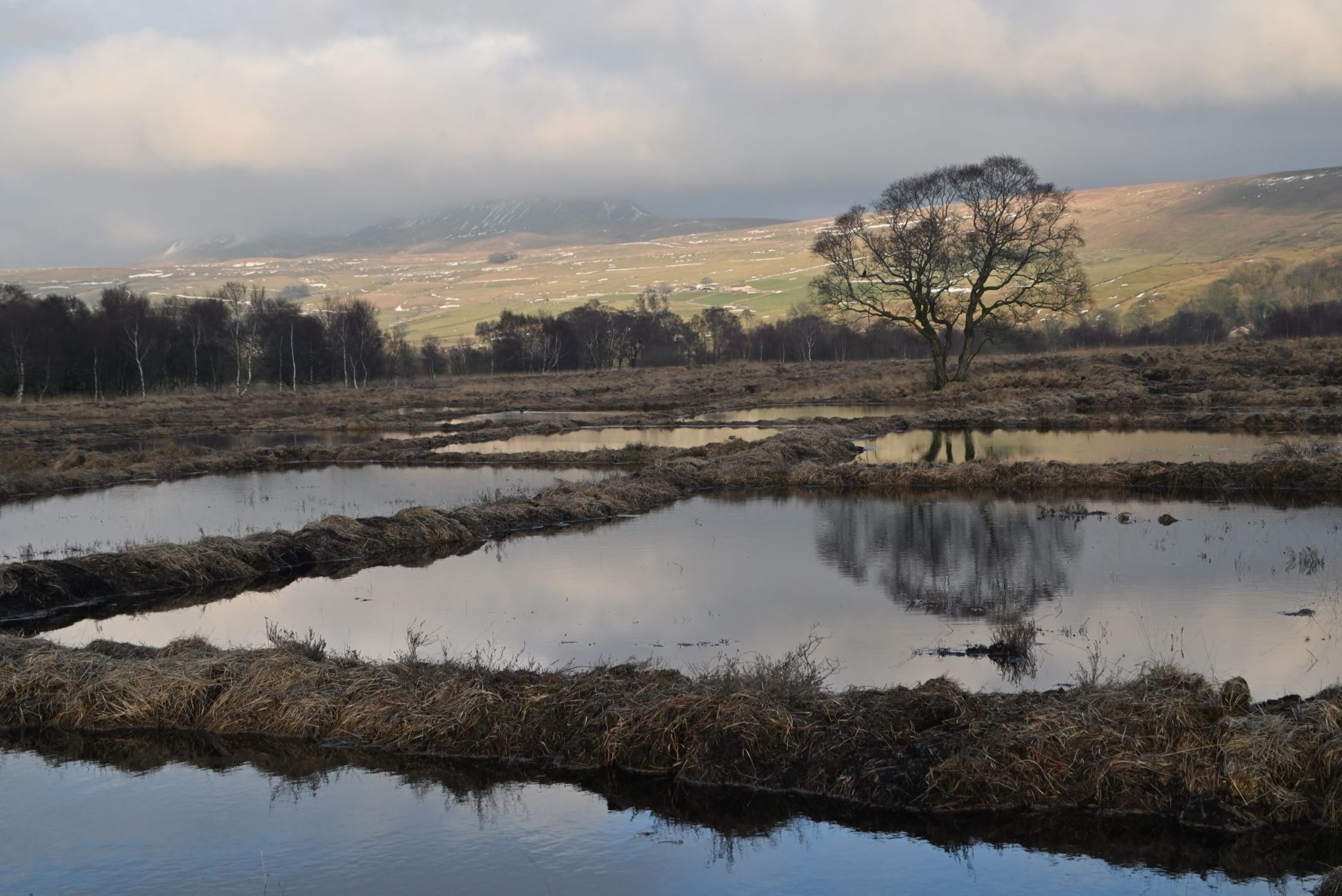 Biodiversity success at Swarth Moor SSSI as Tarmac raises bog’s ...