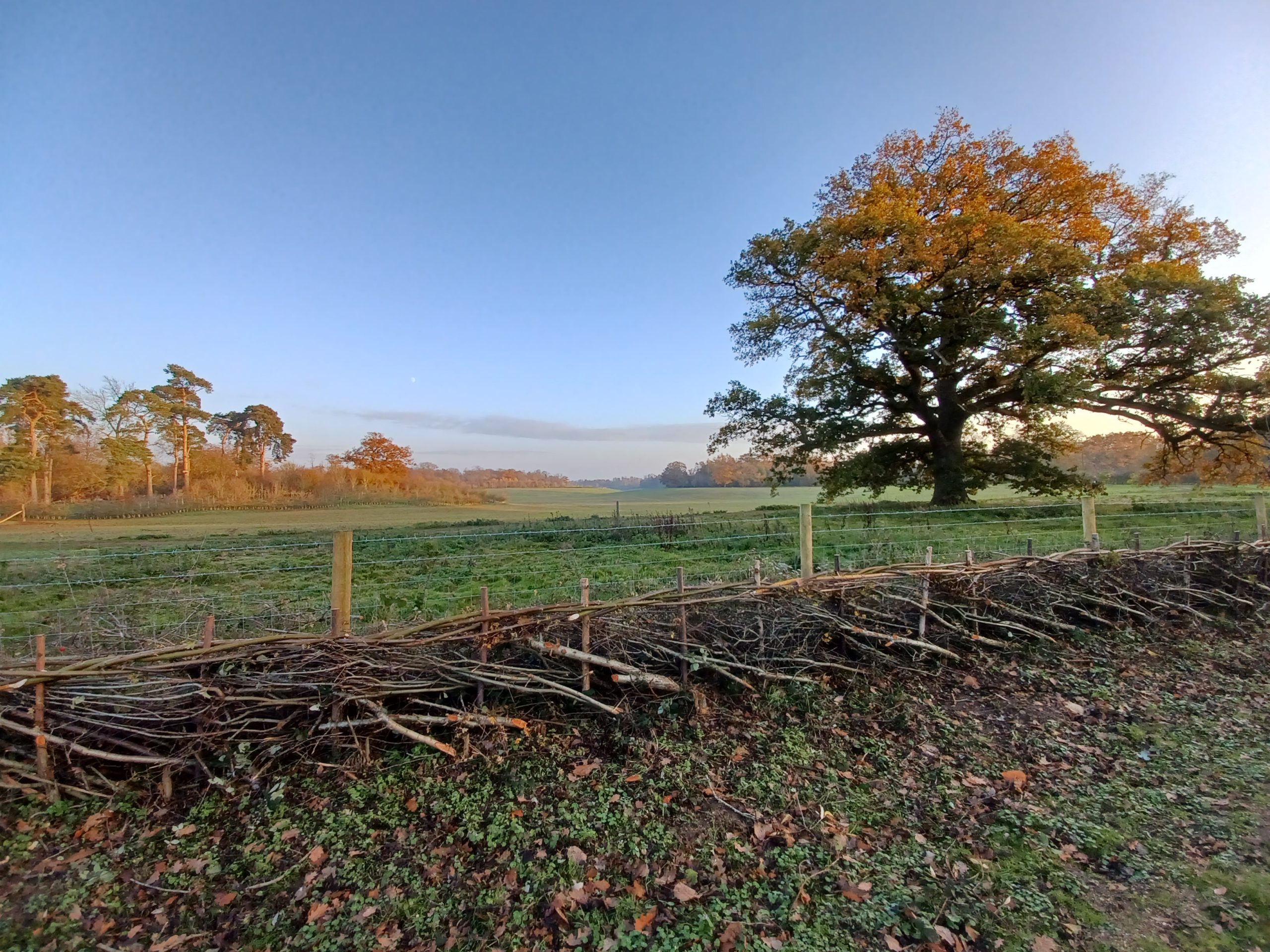 Herts residents invited to join tree planting events at Panshanger Park ...