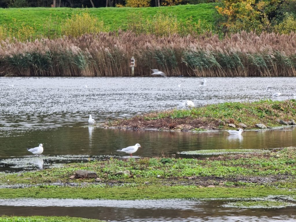Tarmac team enjoys volunteering day at RSPB Sandwell Valley - Tarmac